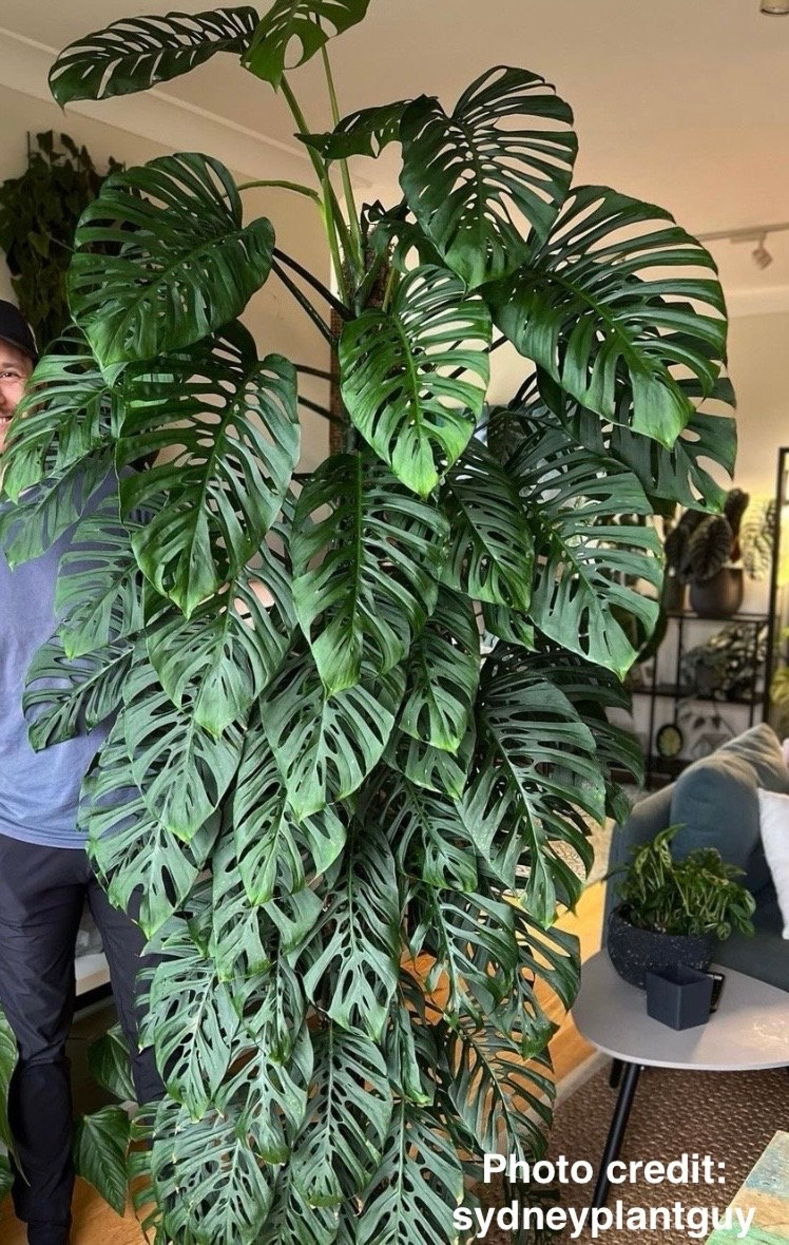 Big Monstera Adansonii Wide Form - Etsy