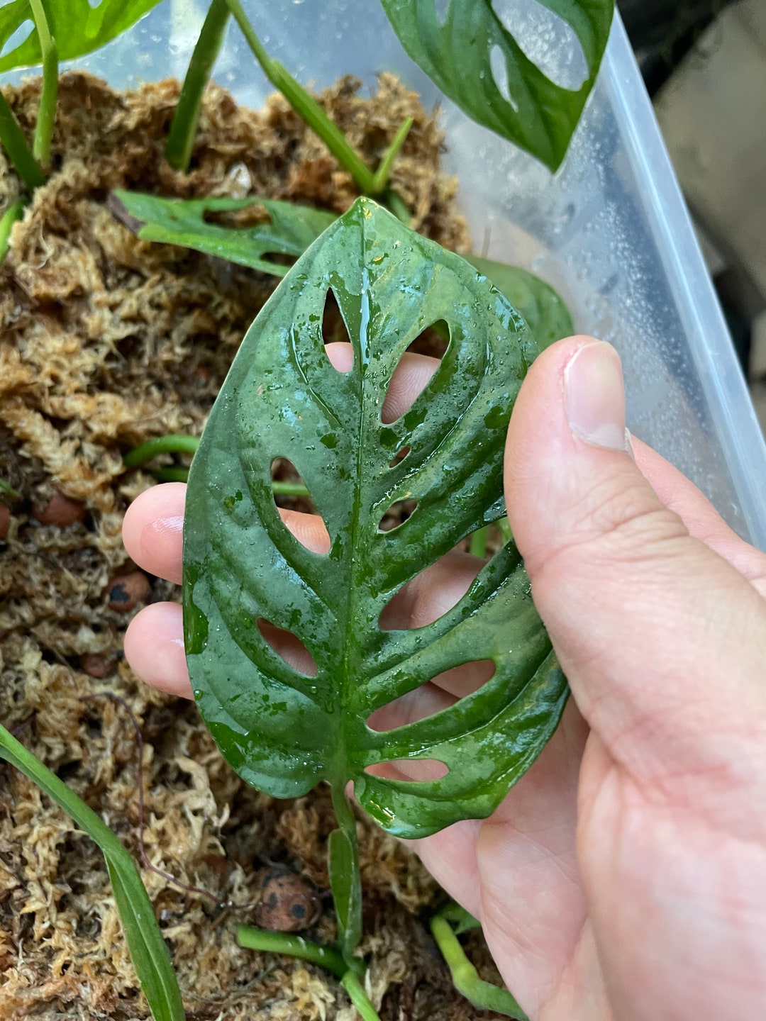Monstera Esqueleto/giant Skeleton Leaf - Etsy