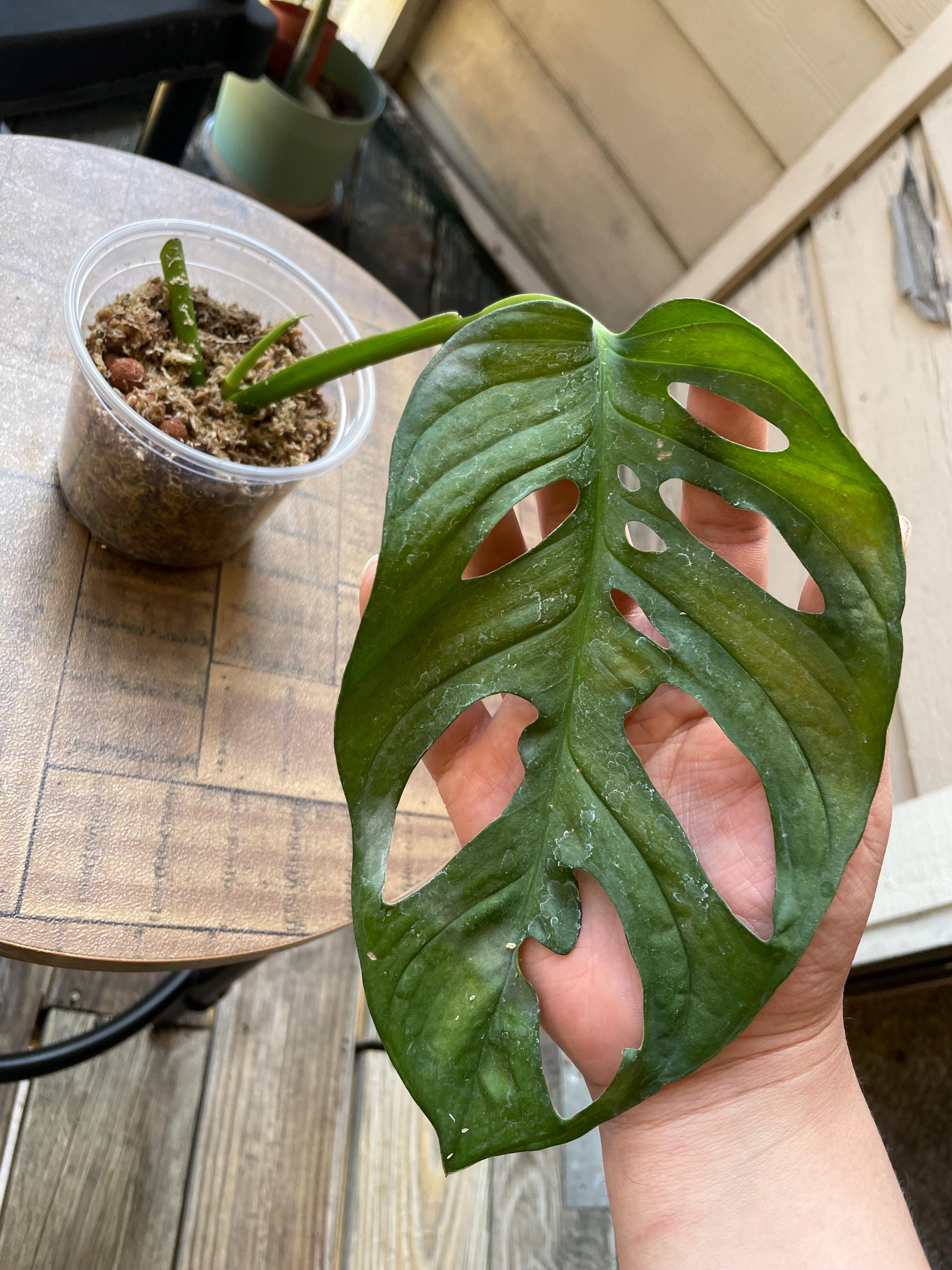 Big Monstera Adansonii Wide Form - Etsy