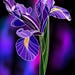 Iris Color Block Print - Etsy