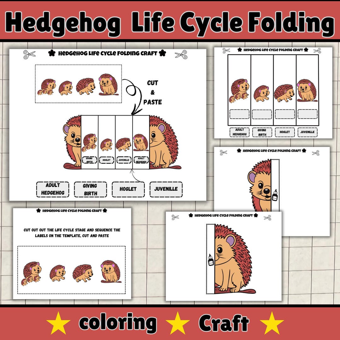 Hedgehog Life Cycle Folding Craft: Cut & Paste Science Activity ...