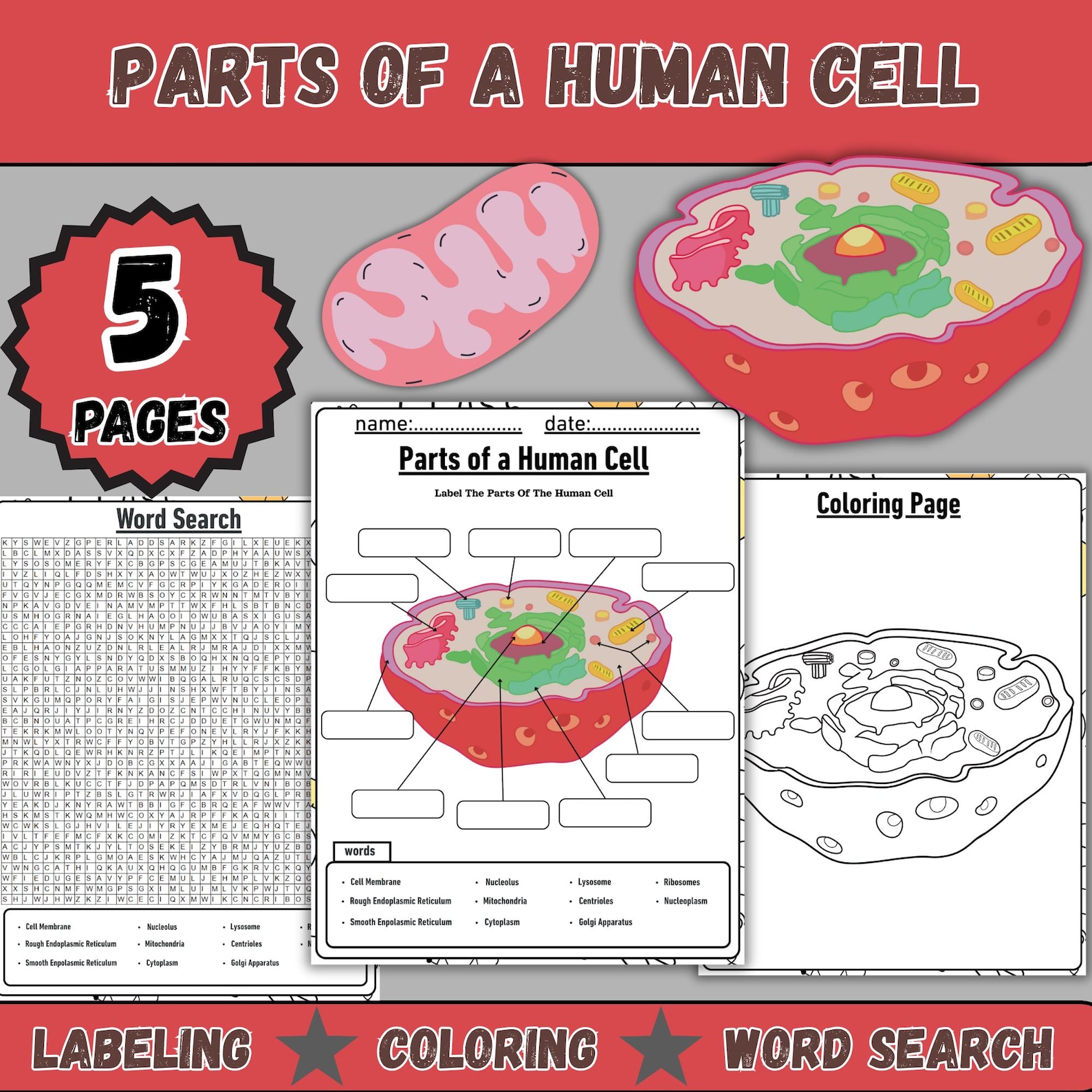 Human Cell Anatomy Worksheet: Labeling, Coloring, Word Search (PDF) - Etsy