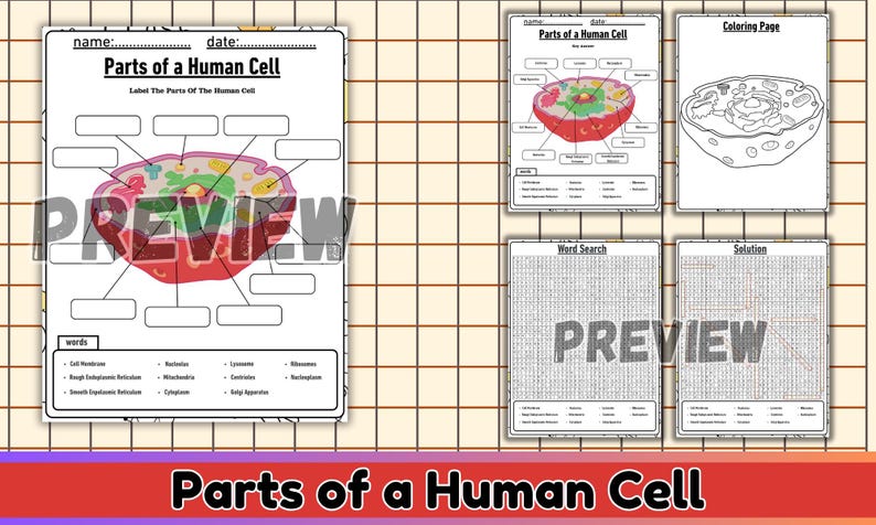 Human Cell Anatomy Worksheet: Labeling, Coloring, Word Search (PDF) - Etsy