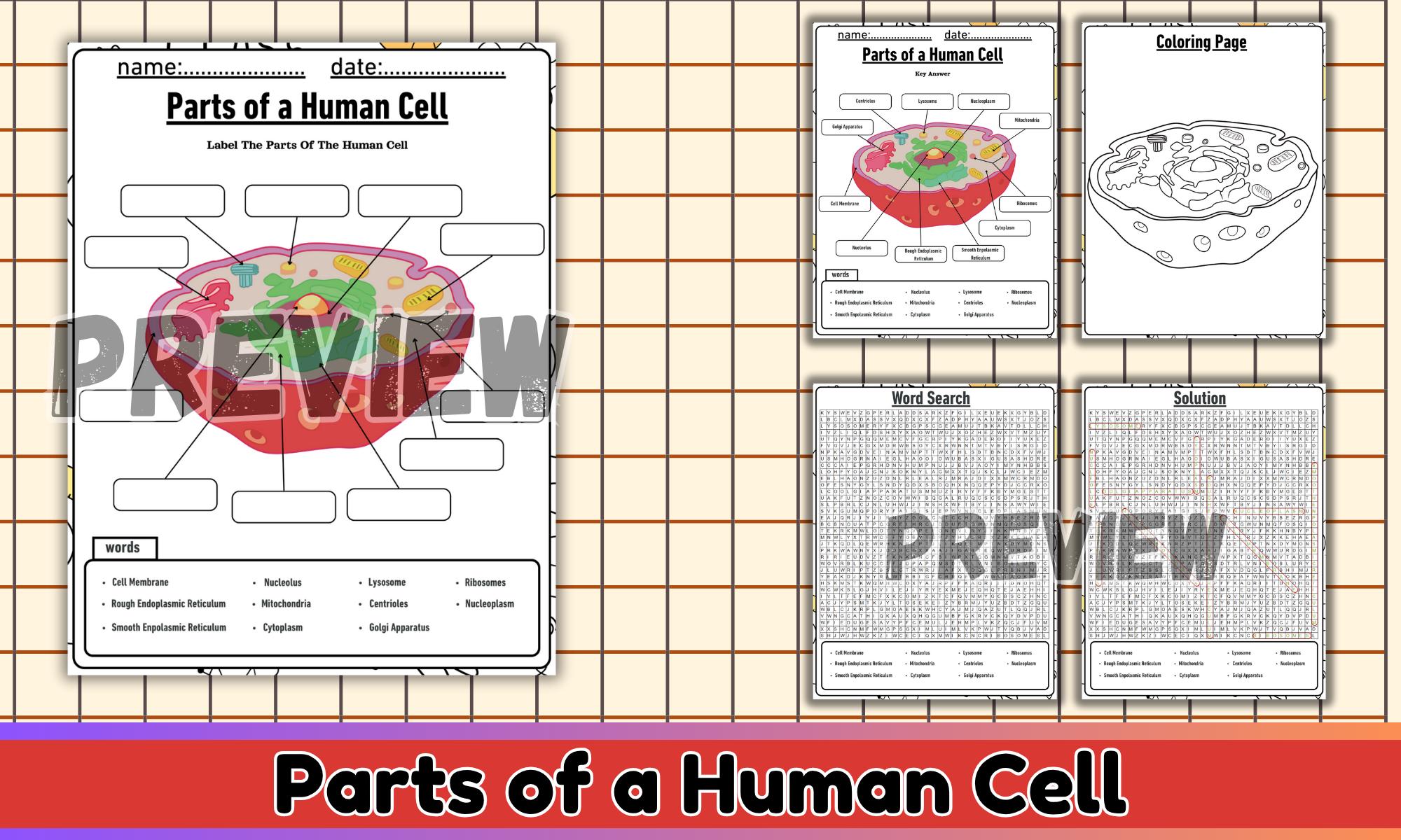 Human Cell Anatomy Worksheet: Labeling, Coloring, Word Search (PDF) - Etsy