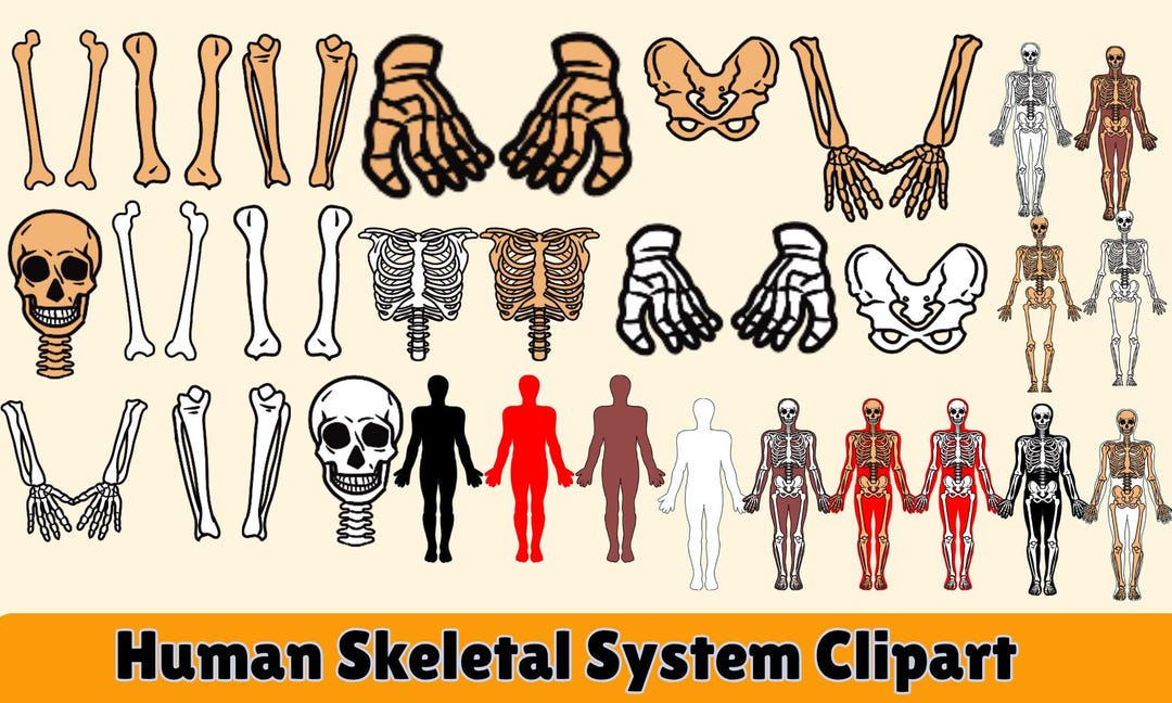 Anatomy Clipart: Human Skeletal System for Science Lessons (40 PNG ...