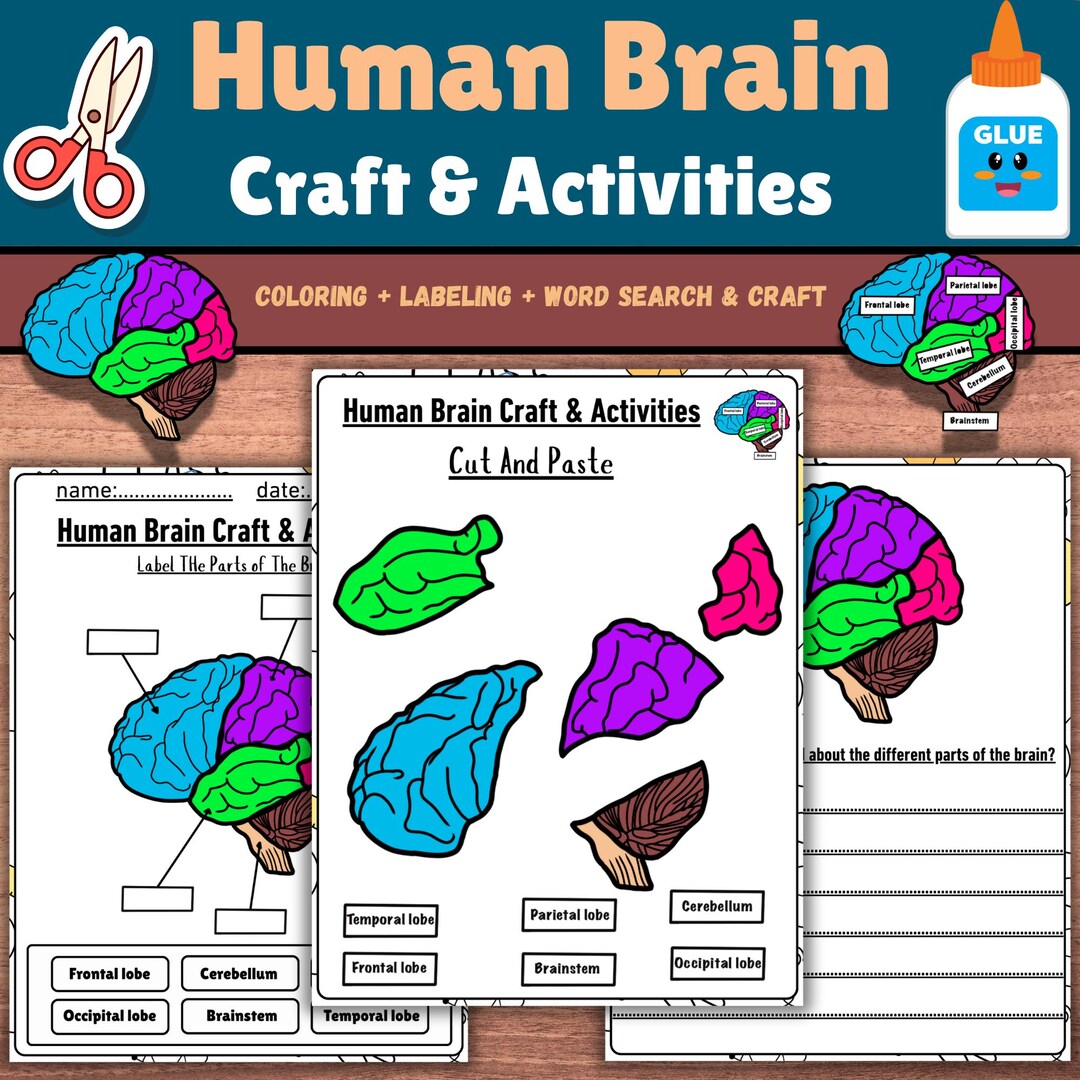Human Brain Craft & Activities | Nervous System Worksheet | Anatomy| L ...