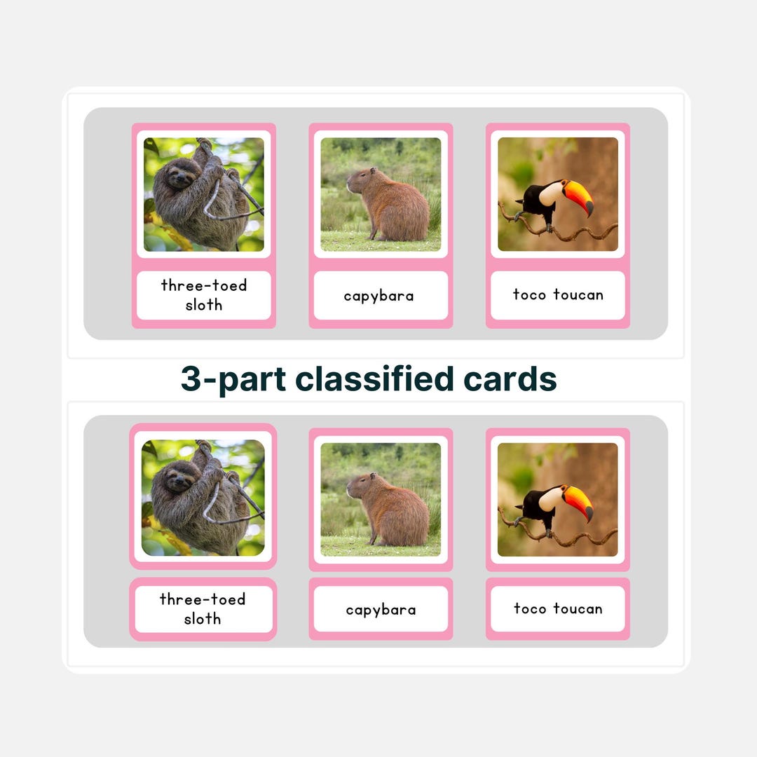 Montessori Wildlife Cards: South America Animals (PDF) - Etsy