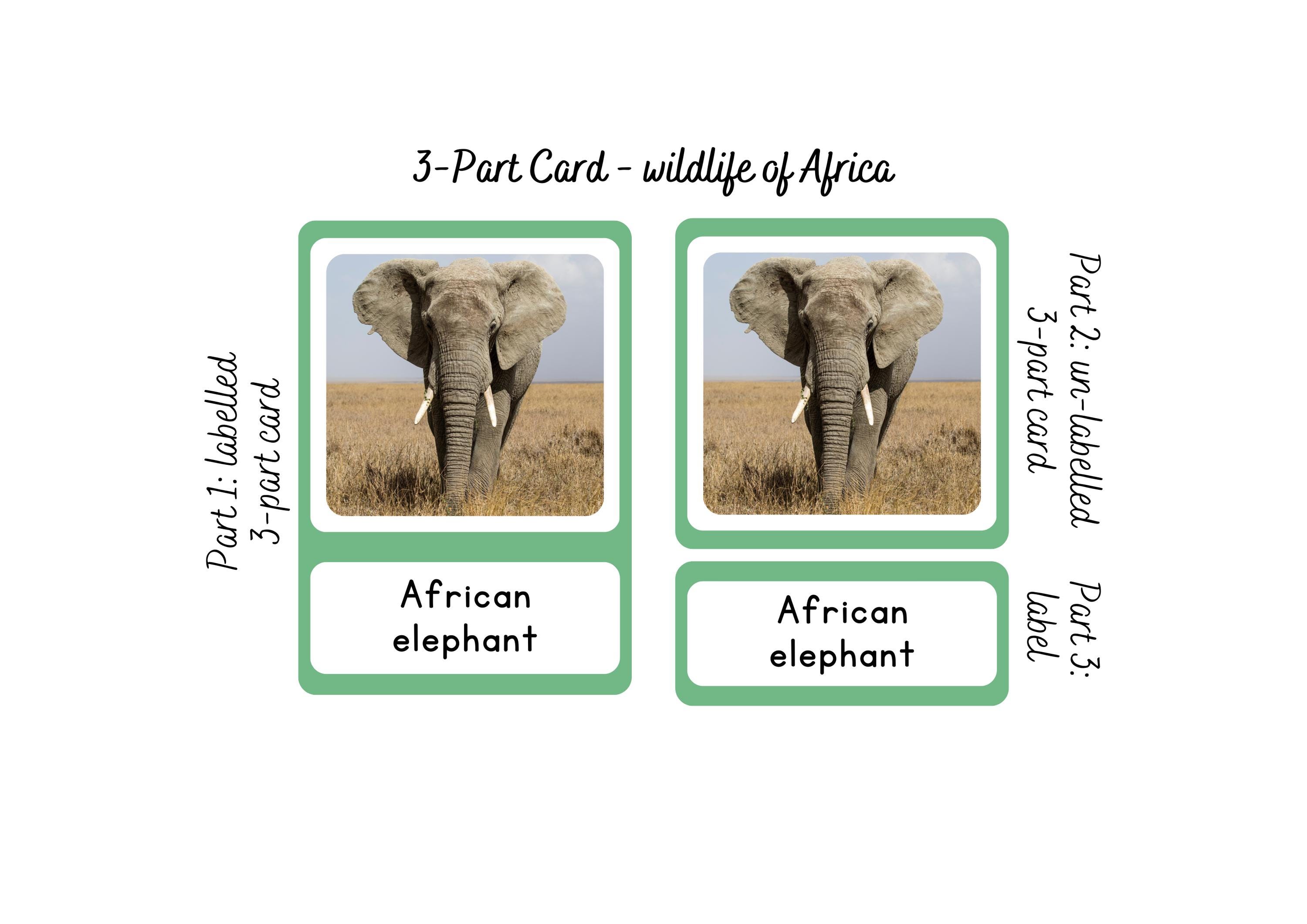 The Montessori 3-part Classified Cards: Wildlife of Africa. PDF Only ...