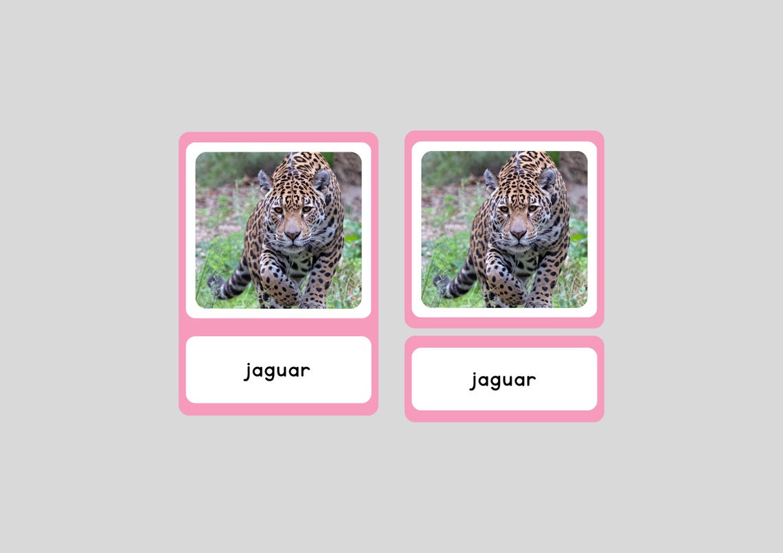 Montessori Wildlife Cards: South America Animals (PDF) - Etsy