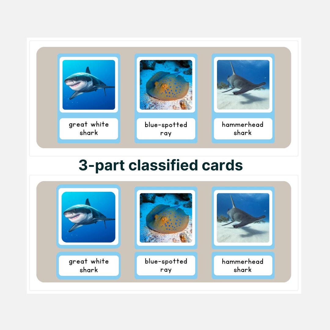 The Montessori 3-part Classified Cards: Sharks and Rays. This PDF is a ...