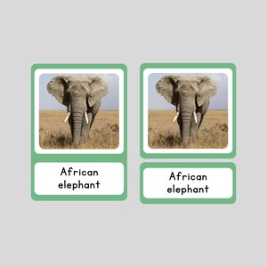 The Montessori 3-part Classified Cards: Wildlife of Africa. PDF Only ...