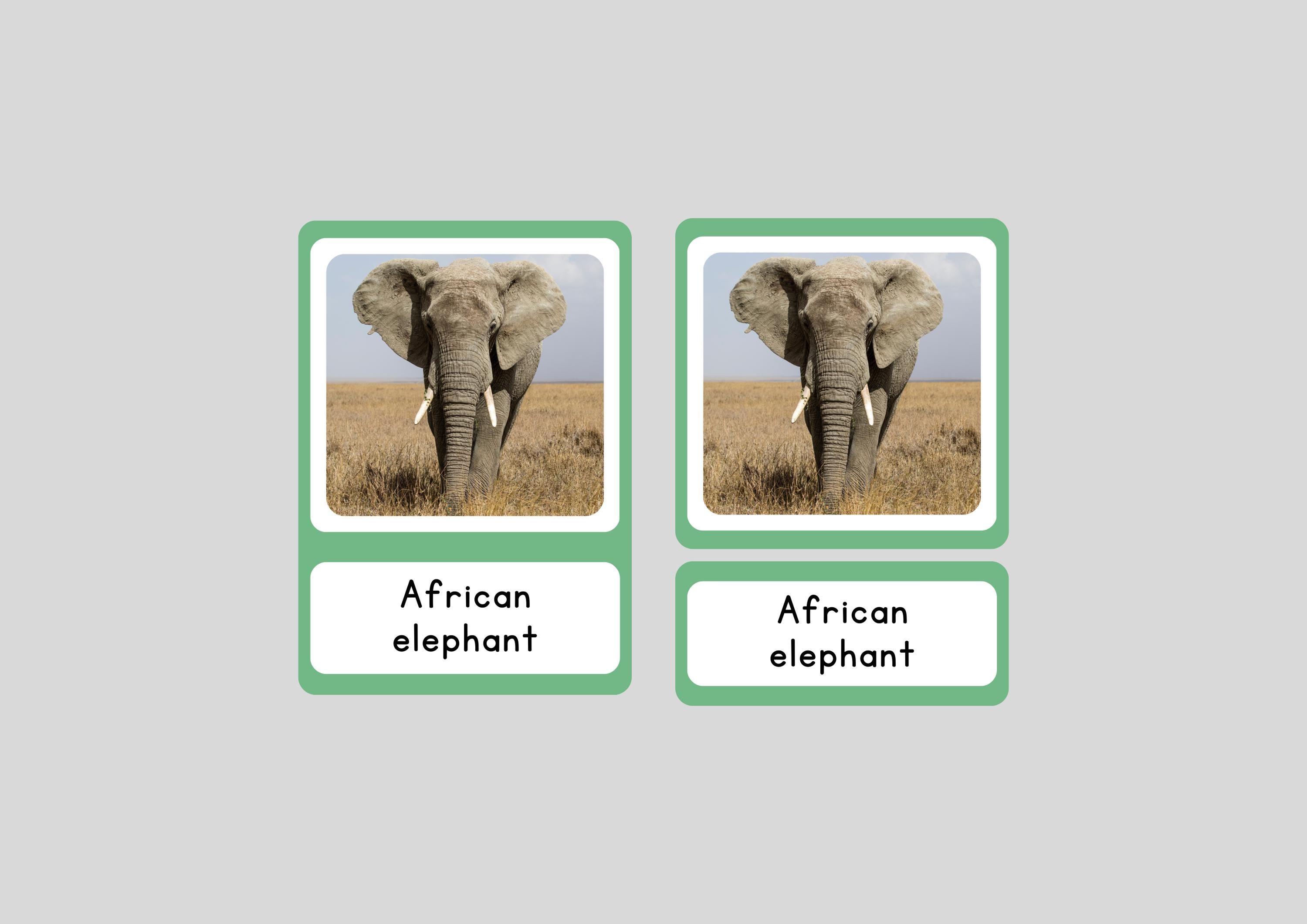 The Montessori 3-part Classified Cards: Wildlife of Africa. PDF Only ...