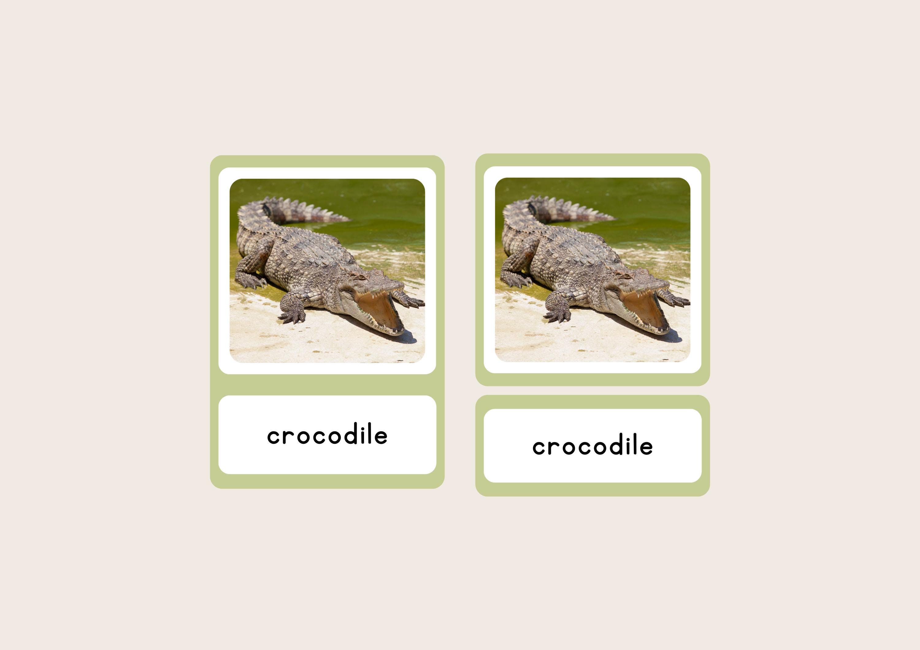 The Montessori 3-part Classified Cards: Reptiles. This PDF is a Zoology ...