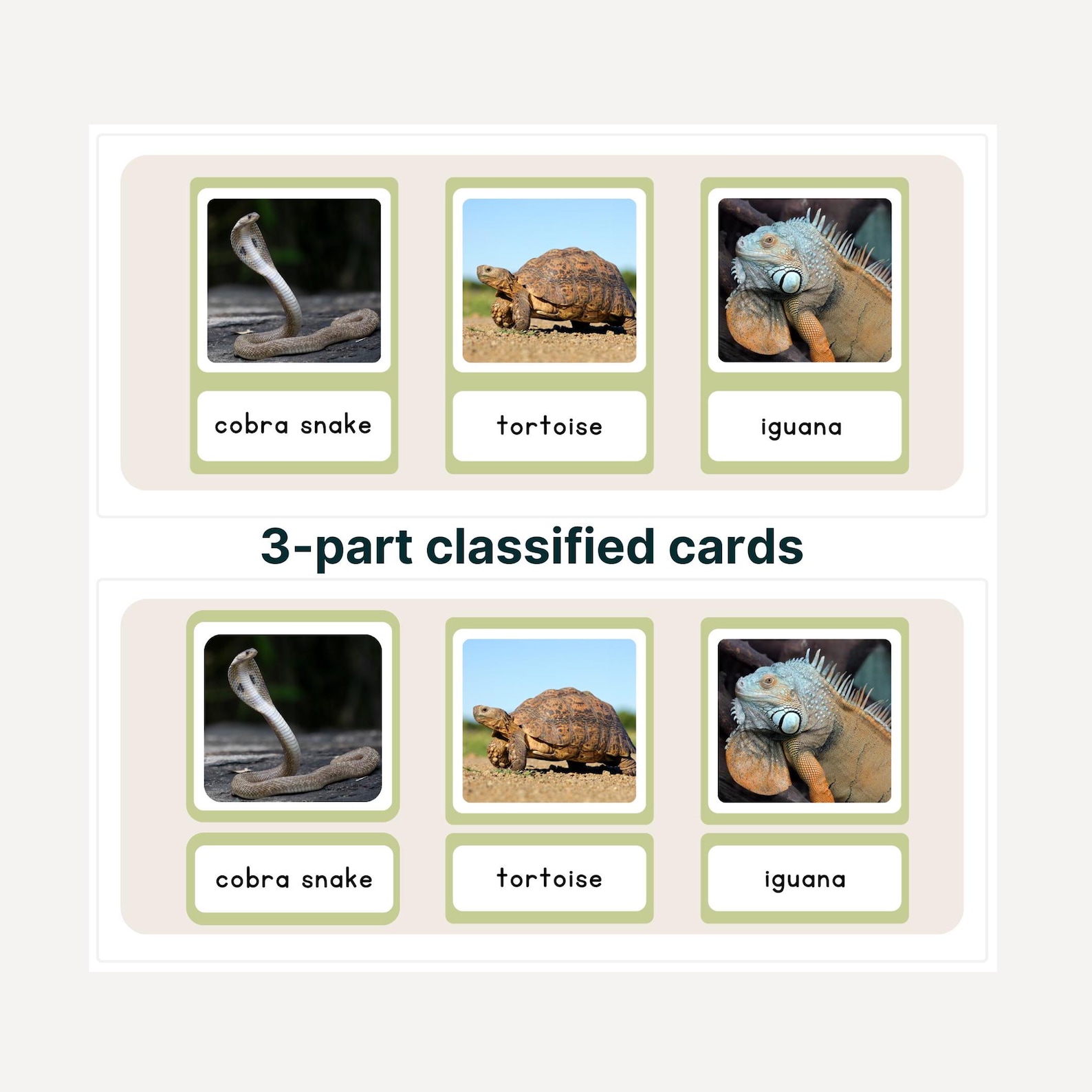 The Montessori 3-part Classified Cards: Reptiles. This PDF is a Zoology ...