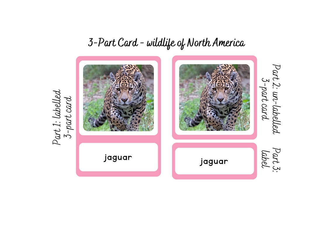 Montessori Wildlife Cards: South America Animals (PDF) - Etsy