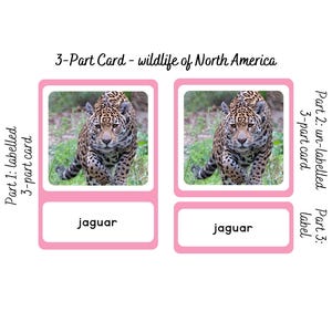 Montessori Wildlife Cards: South America Animals (PDF) - Etsy