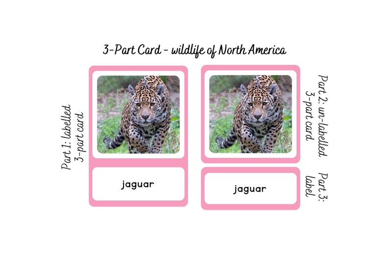 Montessori Wildlife Cards: South America Animals (PDF) - Etsy
