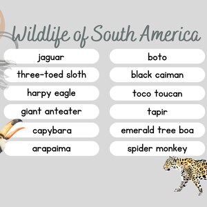Montessori Wildlife Cards: South America Animals (PDF) - Etsy