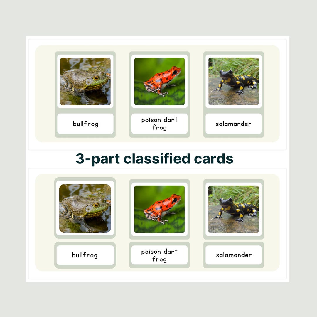 Montessori Reptile Cards: 3-part Learning Material (PDF) - Etsy