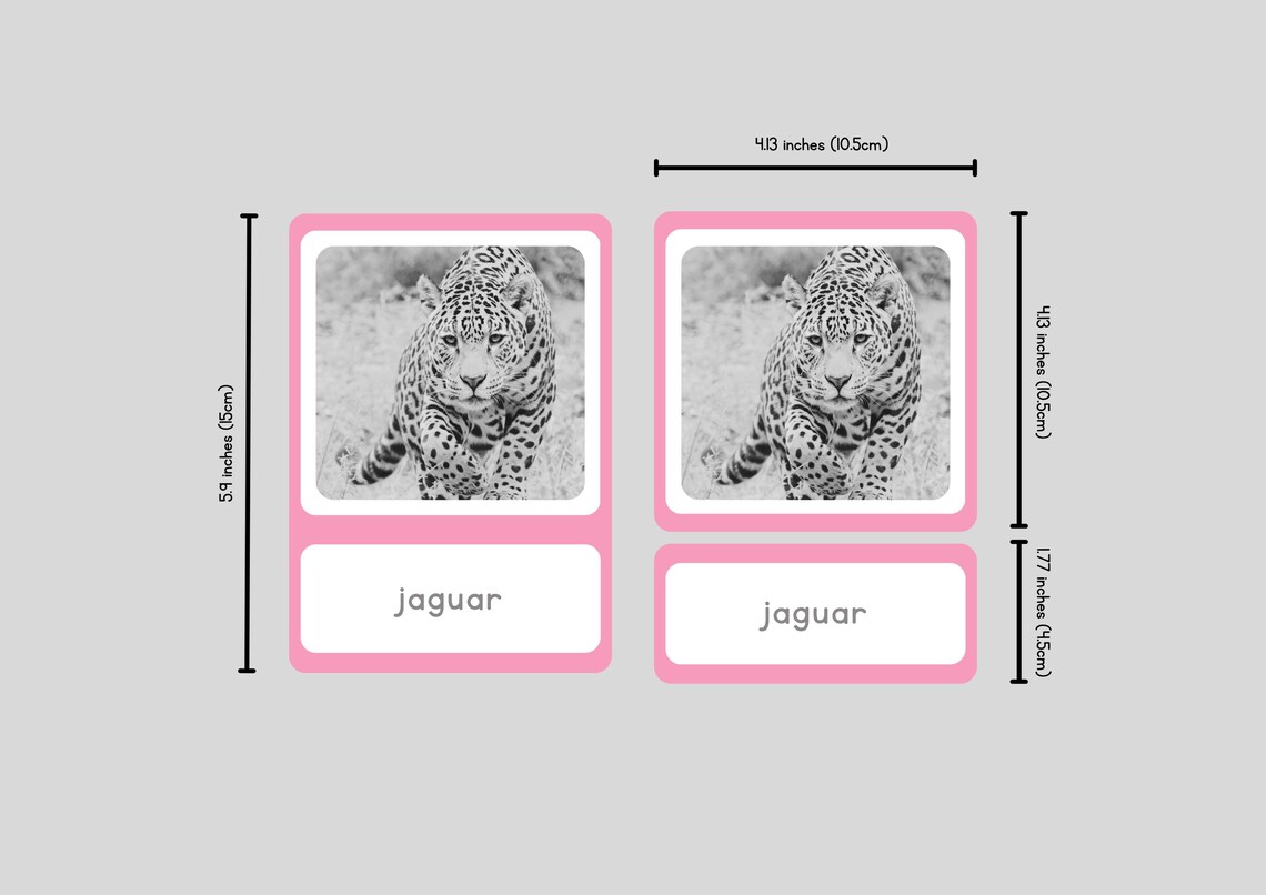 Montessori Wildlife Cards: South America Animals (PDF) - Etsy