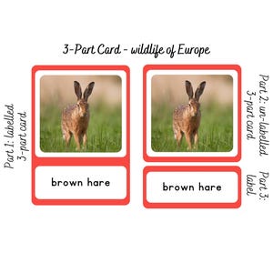 Montessori Wildlife Cards: Europe Animals, Cultural Learning (PDF) - Etsy