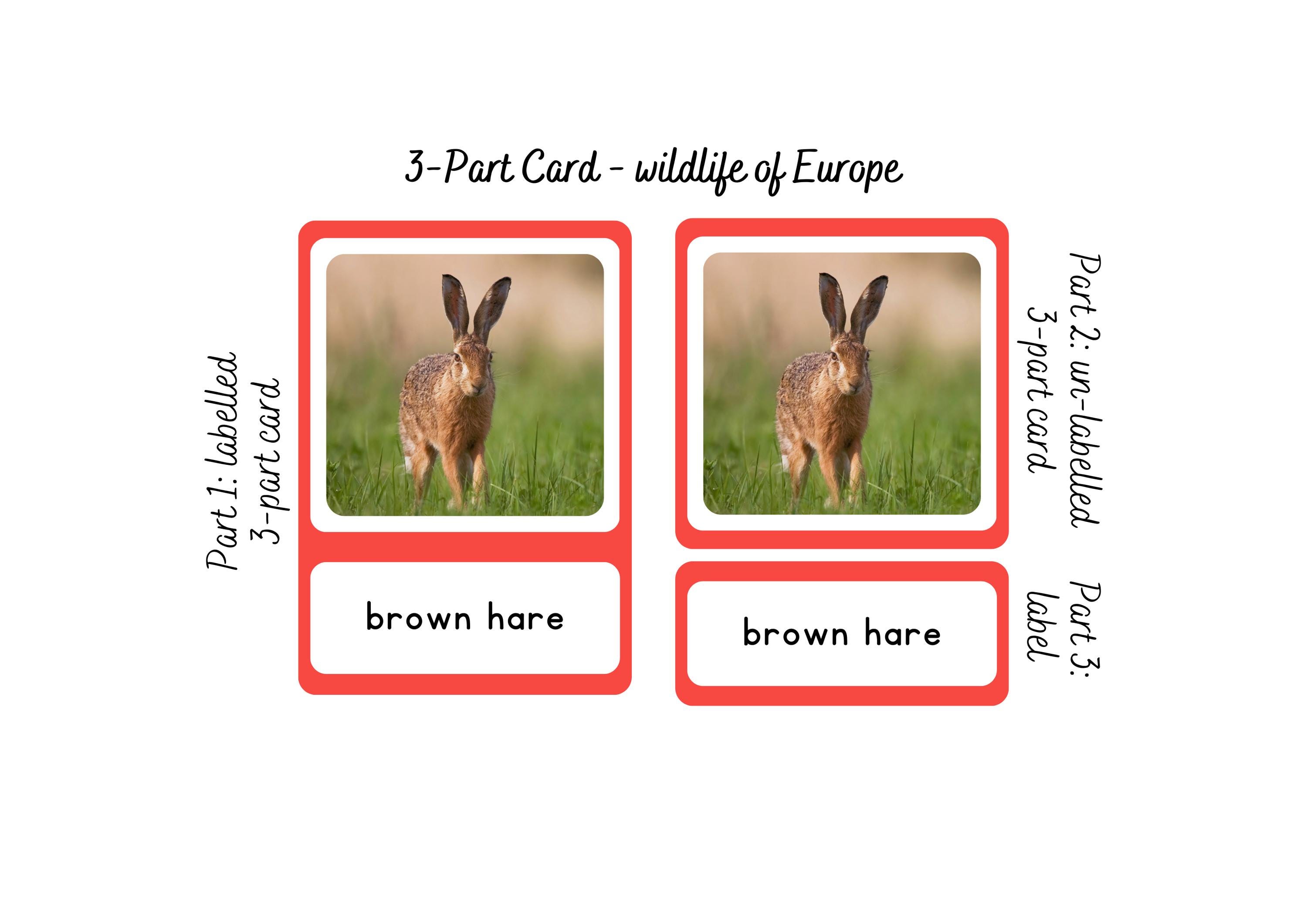 Montessori Wildlife Cards: Europe Animals, Cultural Learning (PDF) - Etsy