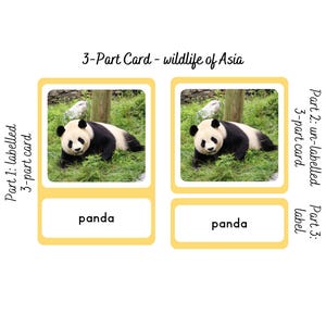 The Montessori 3-part Classified Cards: Wildlife of Asia. PDF Only ...