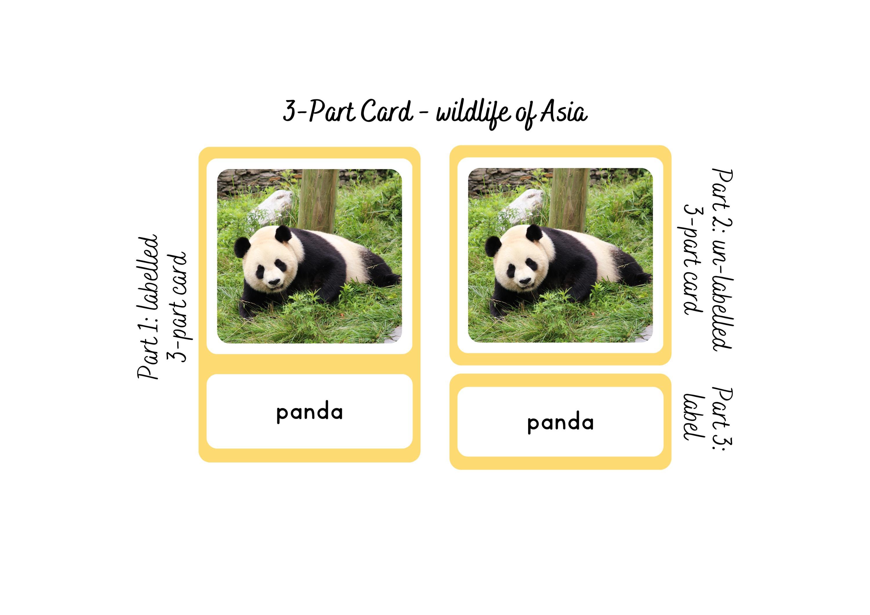 Montessori Asia Wildlife Cards: 3-part Learning Material (PDF) - Etsy