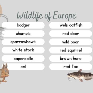 Montessori Wildlife Cards: Europe Animals, Cultural Learning (PDF) - Etsy