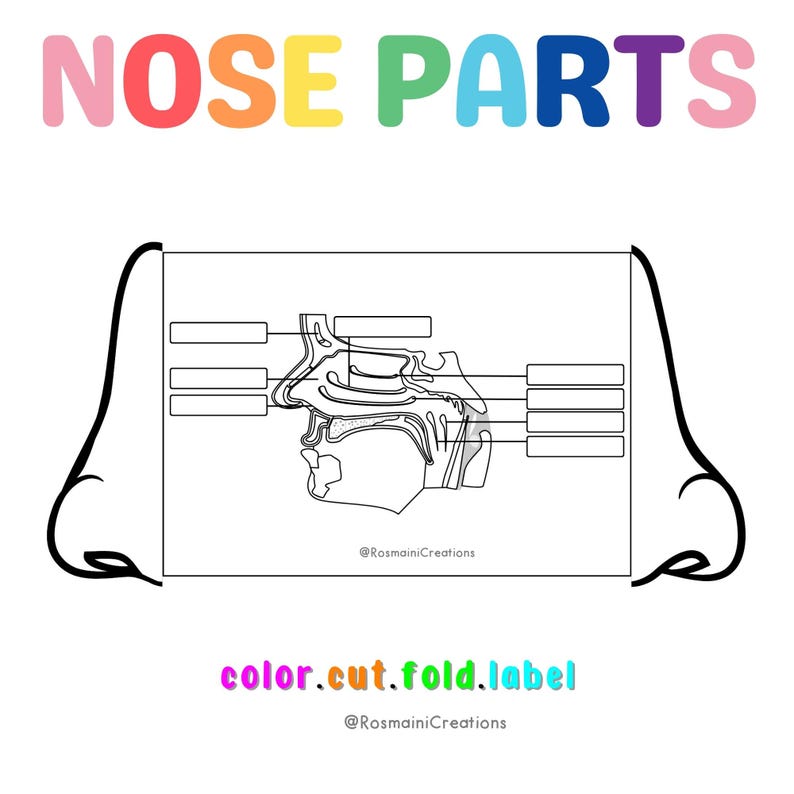Foldable Human Nose Anatomy Learning Activity for Kids | Cut and Paste ...