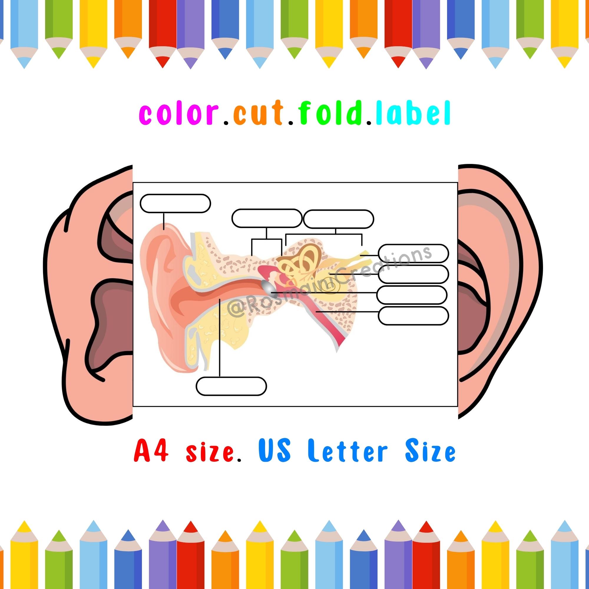 Foldable Ear Anatomy Learning Activity for Kids | Ear Anatomy Printable ...