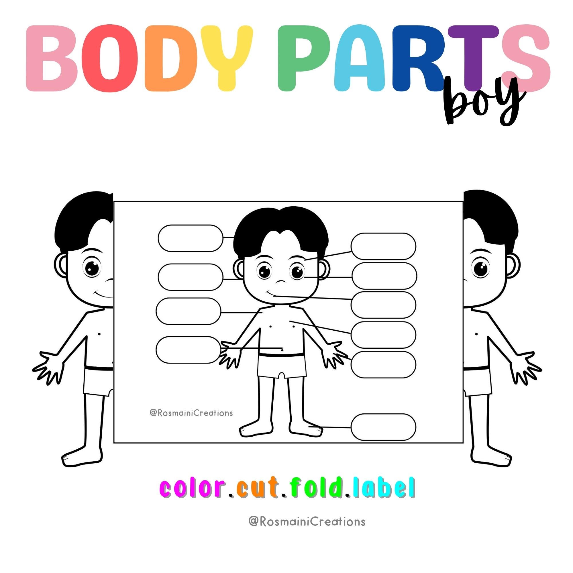 Foldable Human Body Learning Activity for Kids | Human Body Printable ...