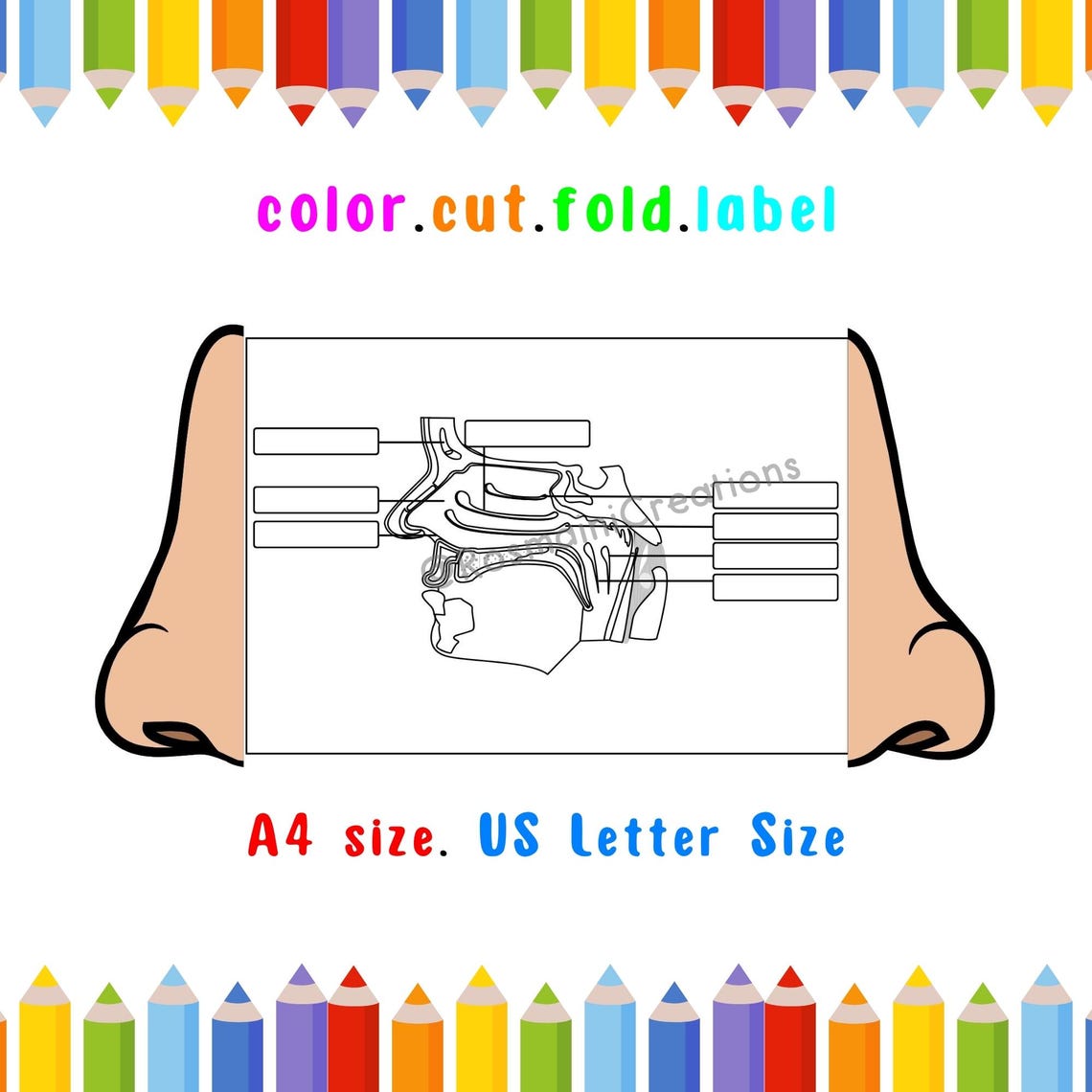 Foldable Human Nose Anatomy Learning Activity for Kids | Cut and Paste ...