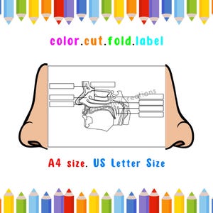Foldable Human Nose Anatomy Learning Activity for Kids | Cut and Paste ...
