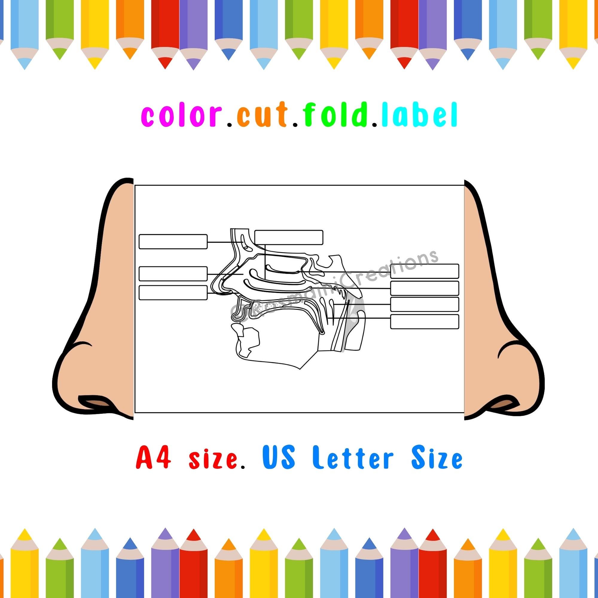 Foldable Human Nose Anatomy Learning Activity for Kids | Cut and Paste ...