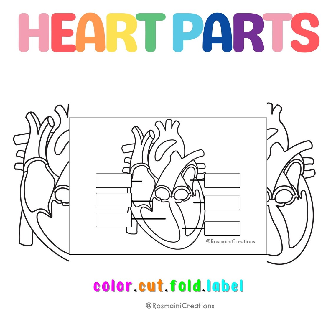 Foldable Human Heart Anatomy Learning Activity for Kids | Cut and Paste ...