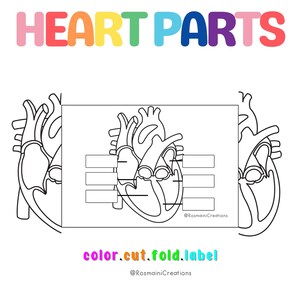 Foldable Human Heart Anatomy Learning Activity for Kids | Cut and Paste ...