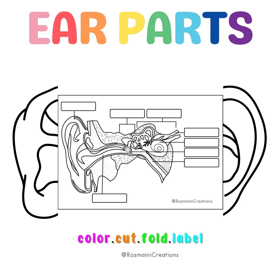 Foldable Ear Anatomy Learning Activity for Kids | Ear Anatomy Printable ...