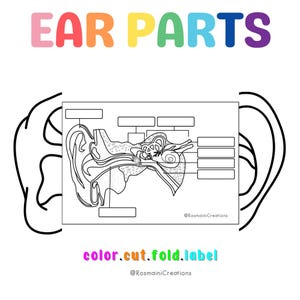 Foldable Ear Anatomy Learning Activity for Kids | Ear Anatomy Printable ...