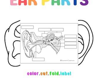 Foldable Human Body Learning Activity for Kids | Human Body Printable ...