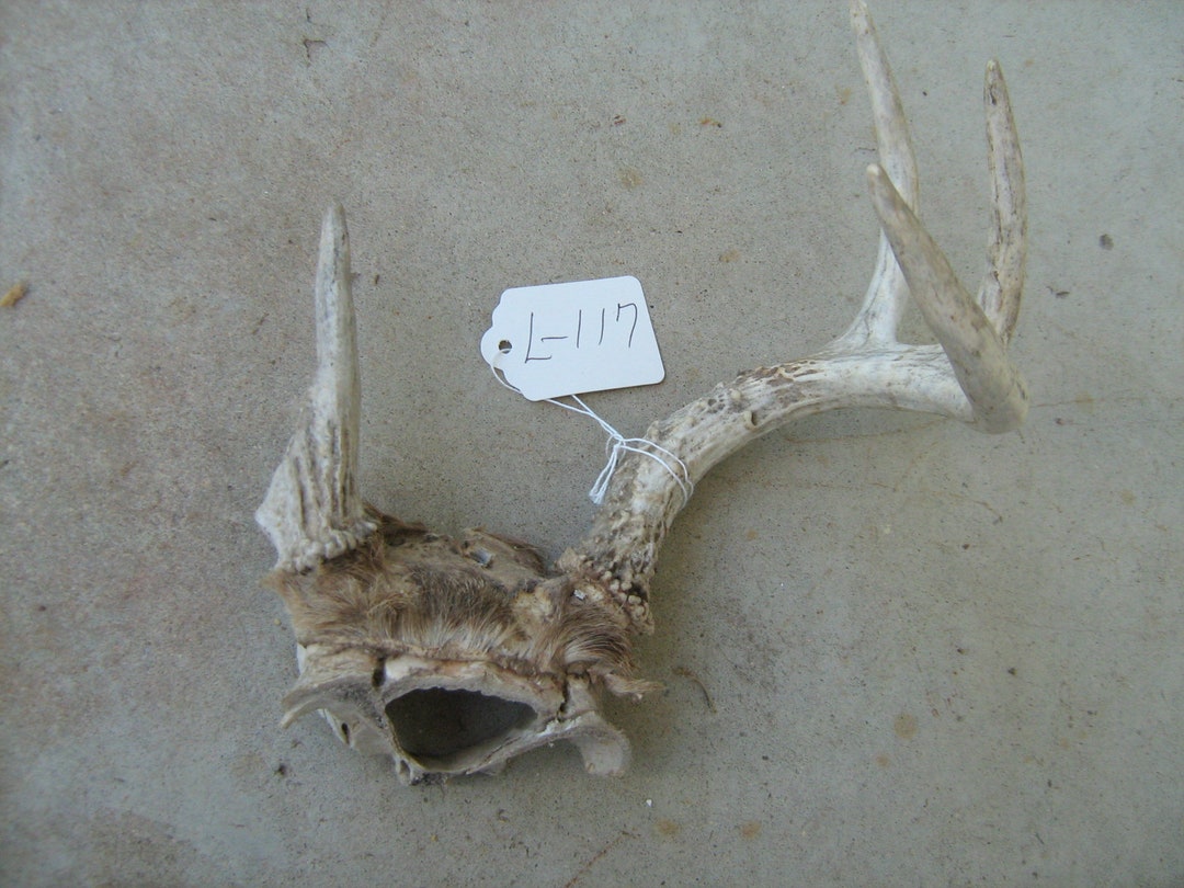 Ugly Small 4 Points Deer Rack With Skull Plate L-117 - Etsy