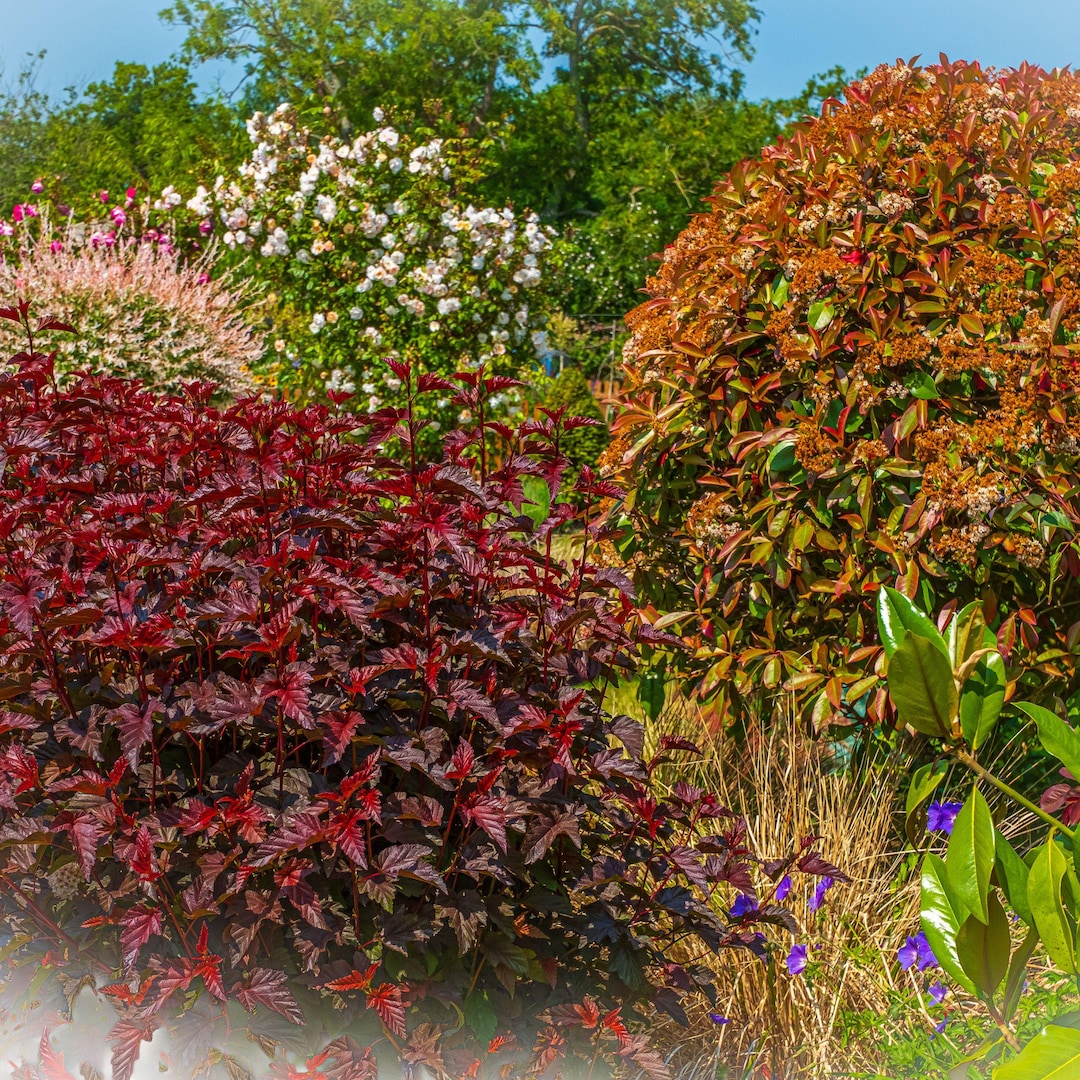 English Garden Photo Download, Summer Foliage Wall Art, Colorful Bushes ...