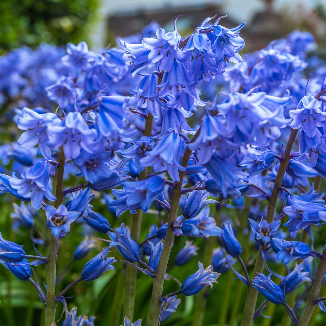 Bluebells Forest Photo: Devon Woodland Fine Art Print (digital Download ...