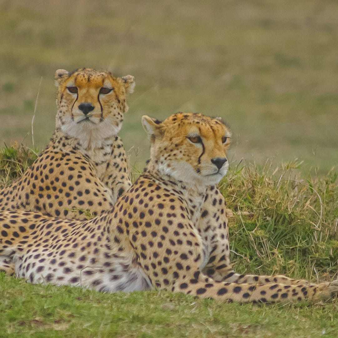 Cheetahs in Tanzania, East Africa Serengeti Colour Photograph Instant Download Wildlife Art - Etsy