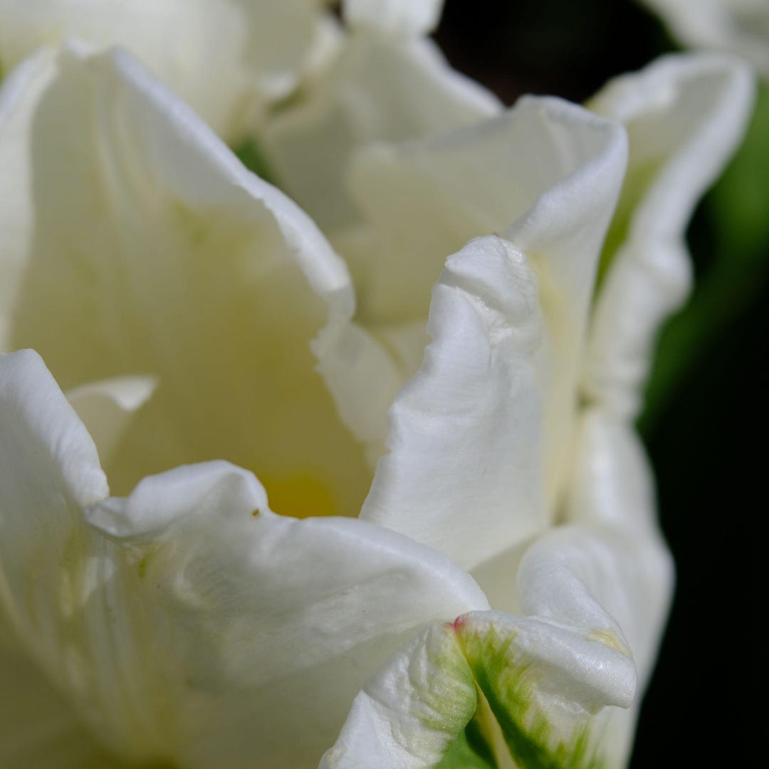 White Eye Tulip Photo Download, Cottage Boho Wall Art, Gift for Flower ...