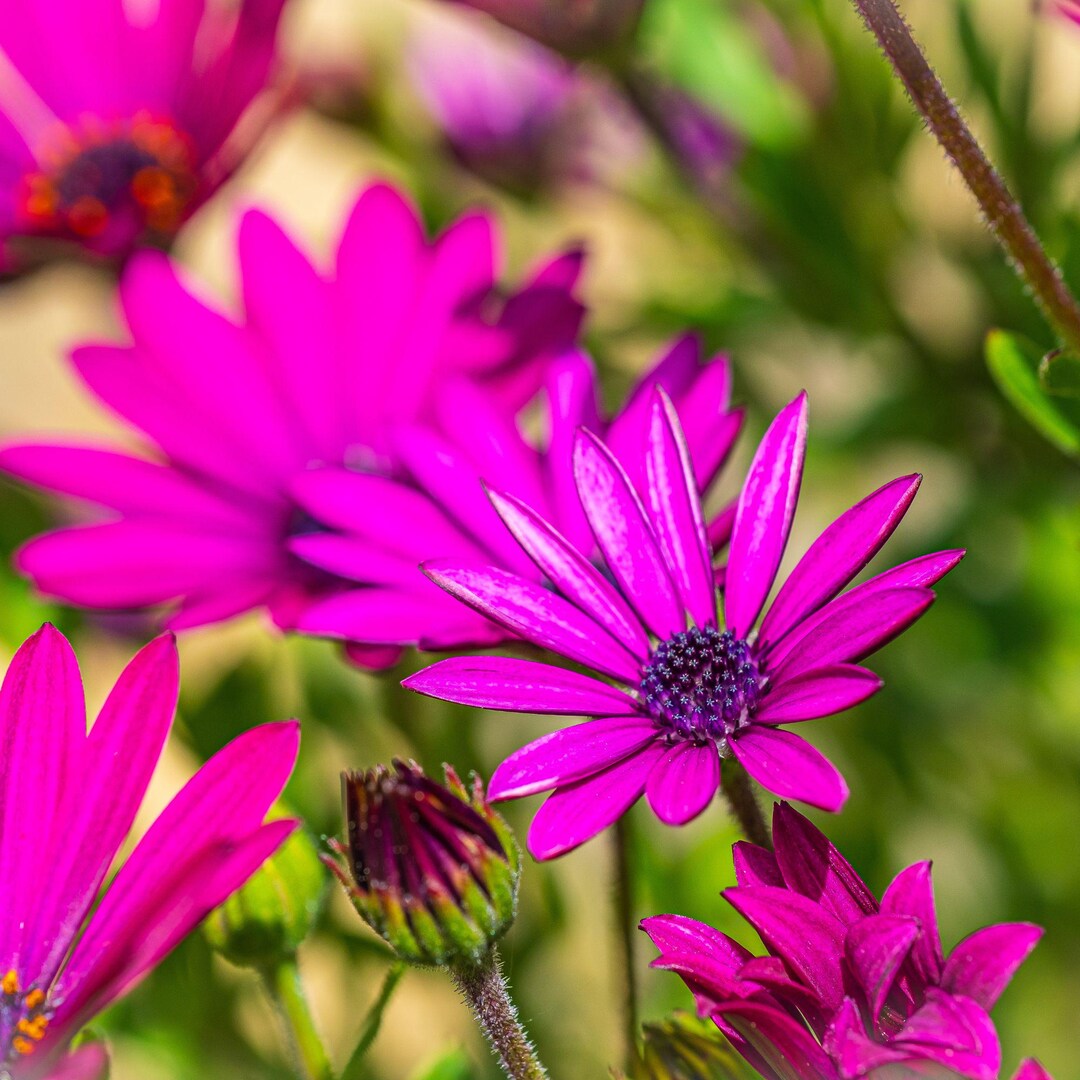 Purple Summer Anemone Close-up Photo | Floral Beauty Download - Etsy