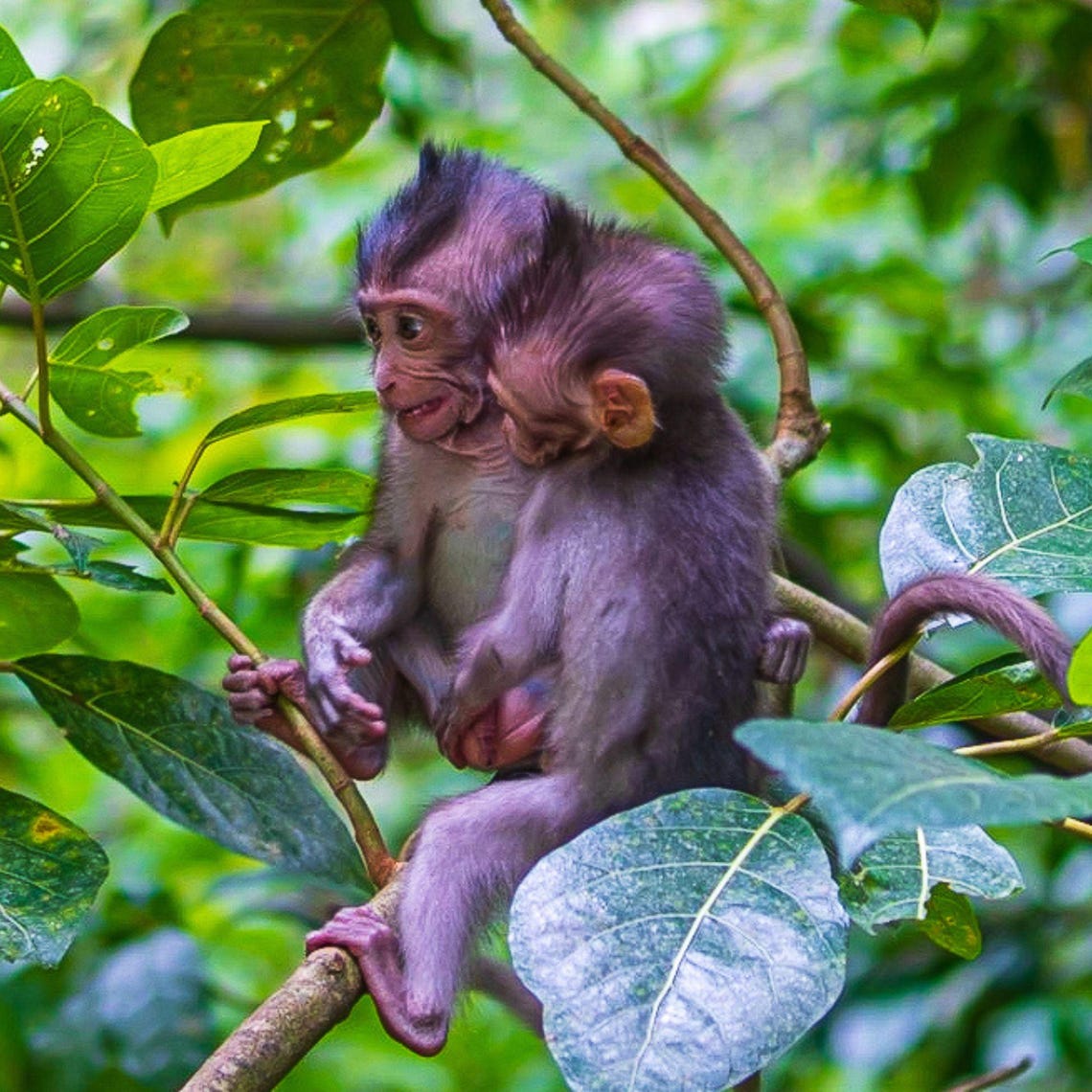 Baby Monkeys Hugging Photo: Thailand Wildlife Art Print (digital ...