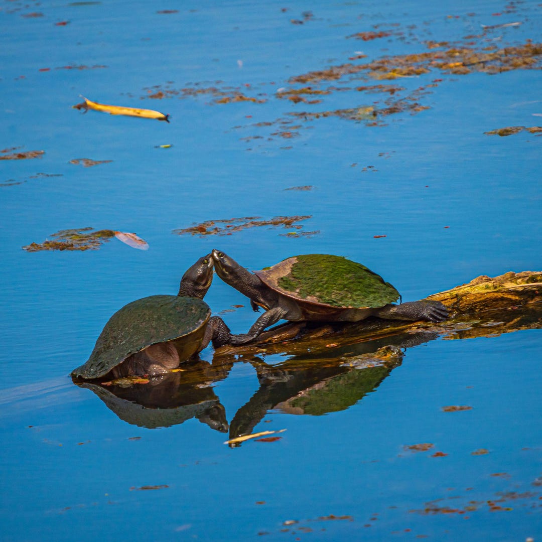 Instant Download Amazing Photo Two Turtles in Australian Lake, Nature ...