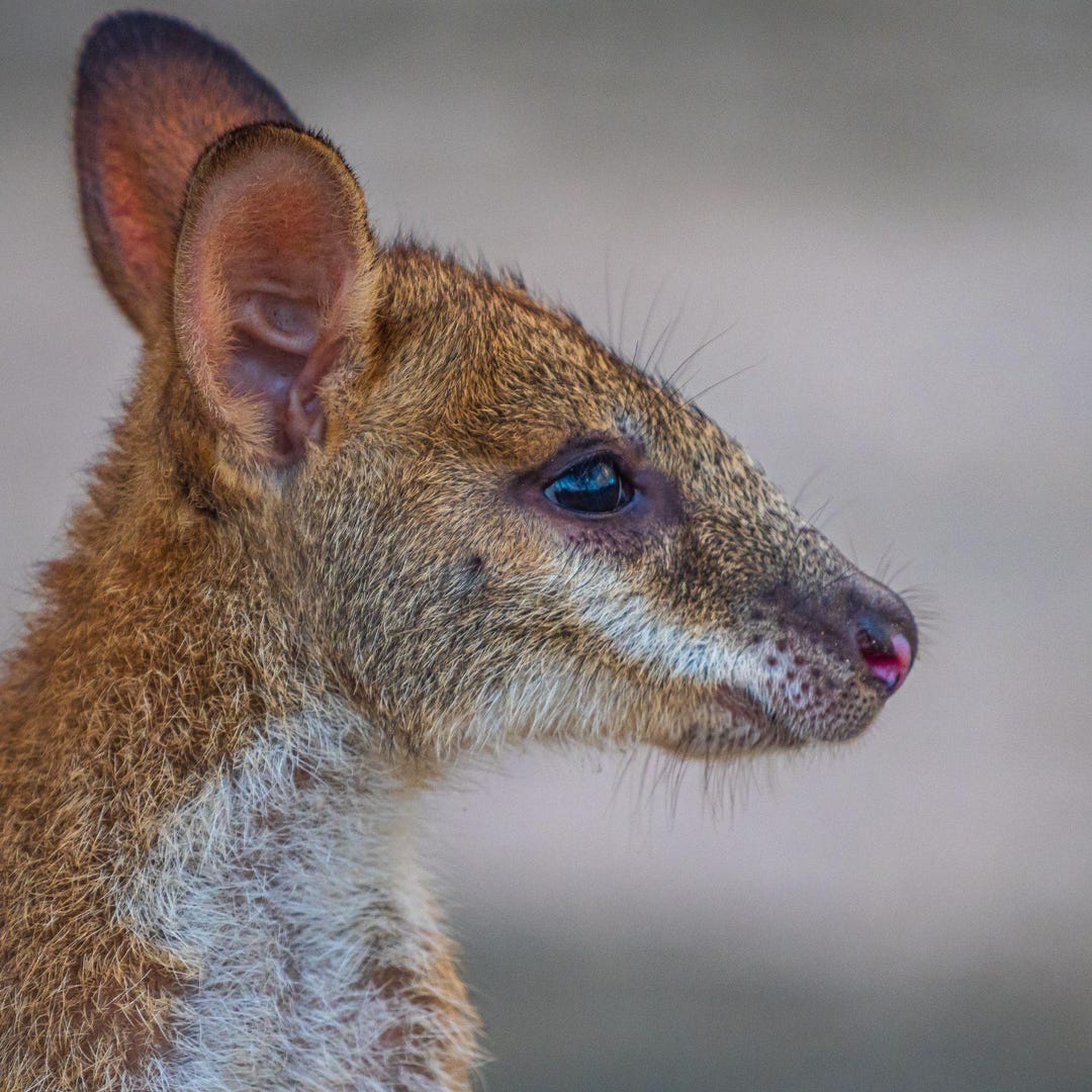 Wallaby on Beach Close-up Queensland Australia, Wildlife Photo Download - Etsy
