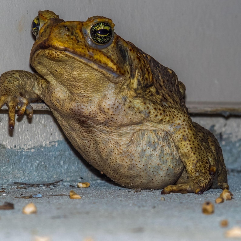 Close-up Cane Toad Photo, Mackay Australia Wildlife Photography ...